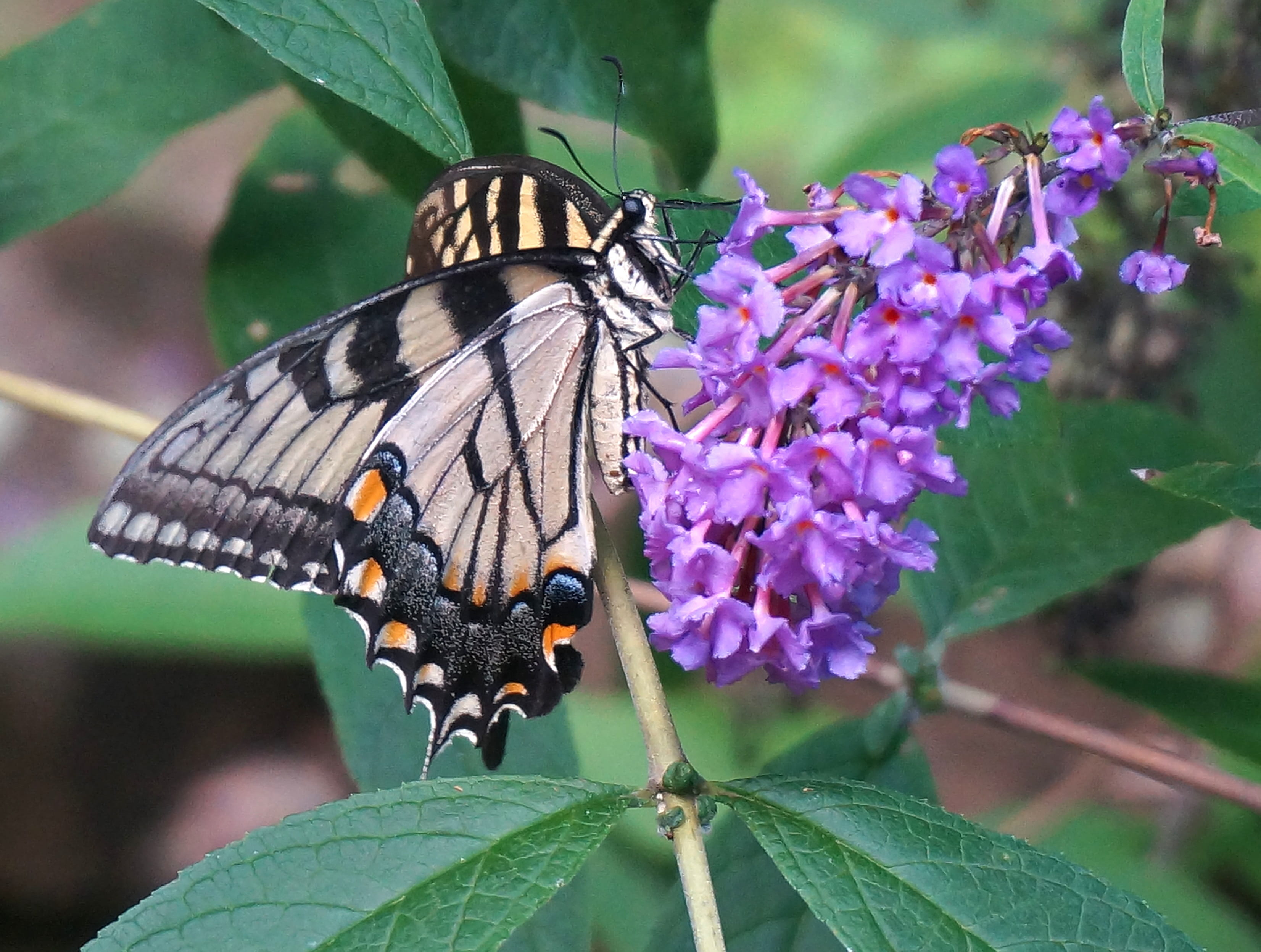 Swallowtail, shrub, swallowtail, focus on foreground, vulnerability ...