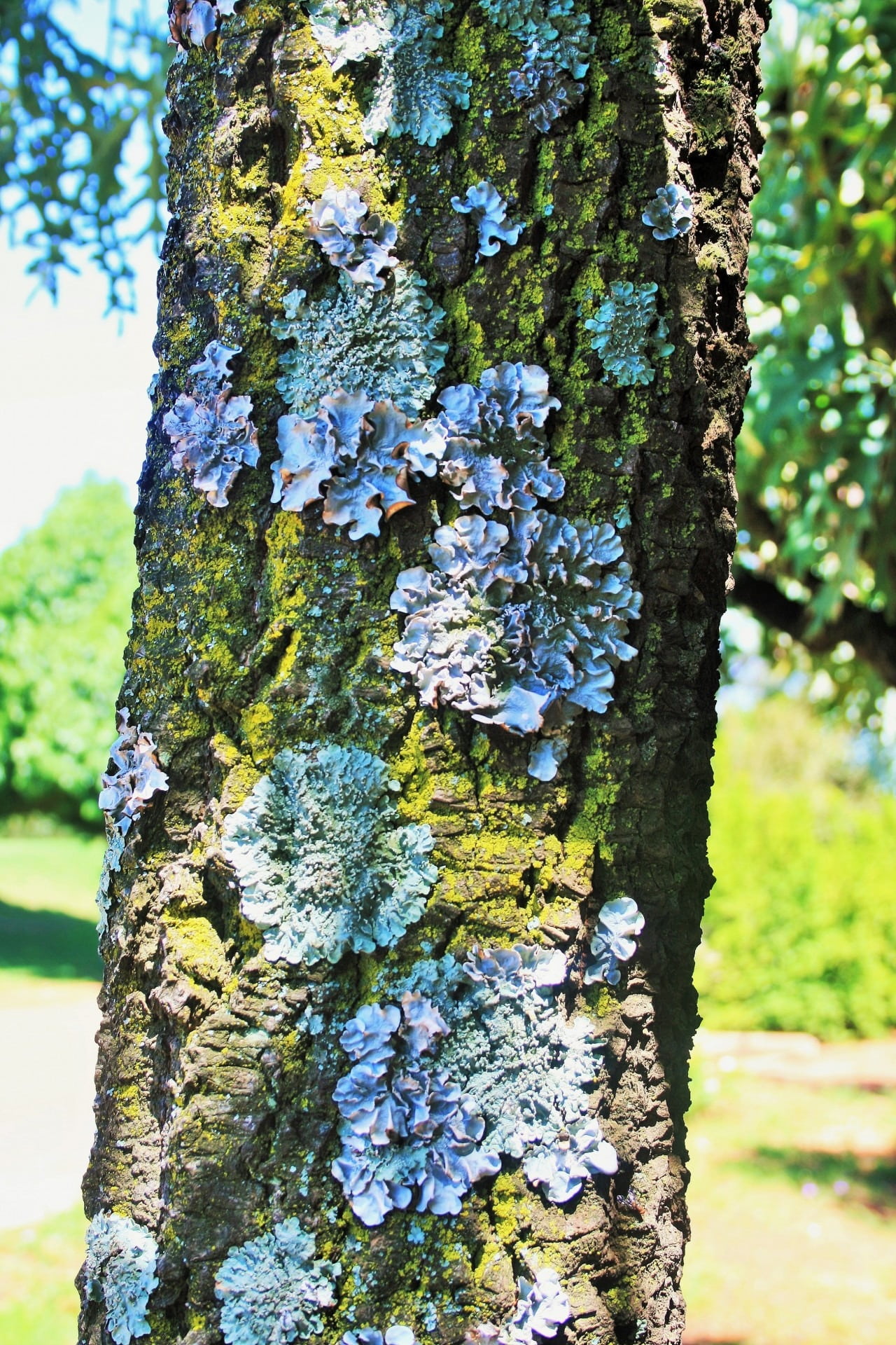 bark, plant, day, rough, beauty in nature, trunk, curly, symbiosis ...
