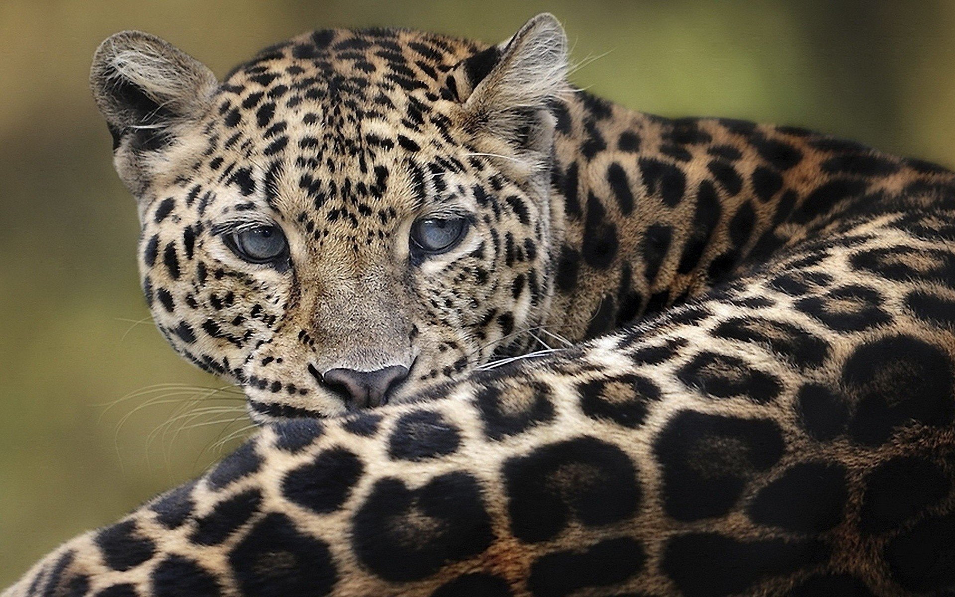 no people, mammal, one animal, leopard, 1080P, outdoors, spotted ...