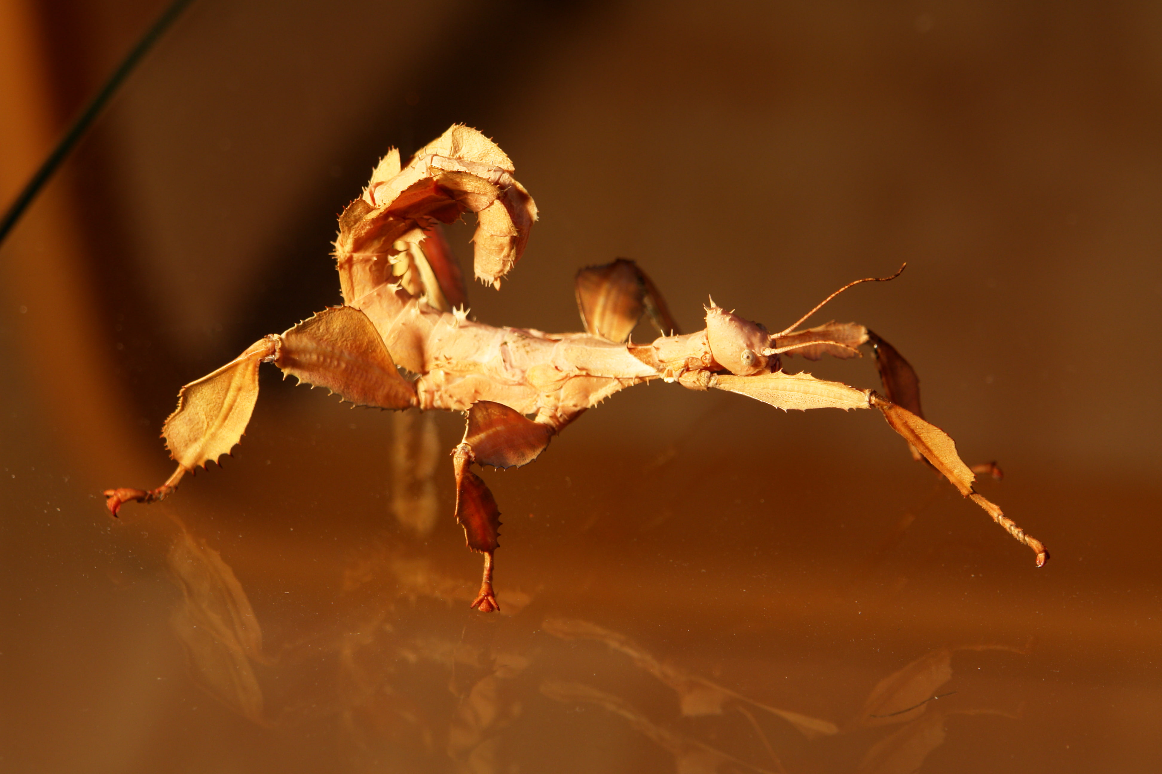 4K, Animal, Giant Spiny Stick Insect HD Wallpaper