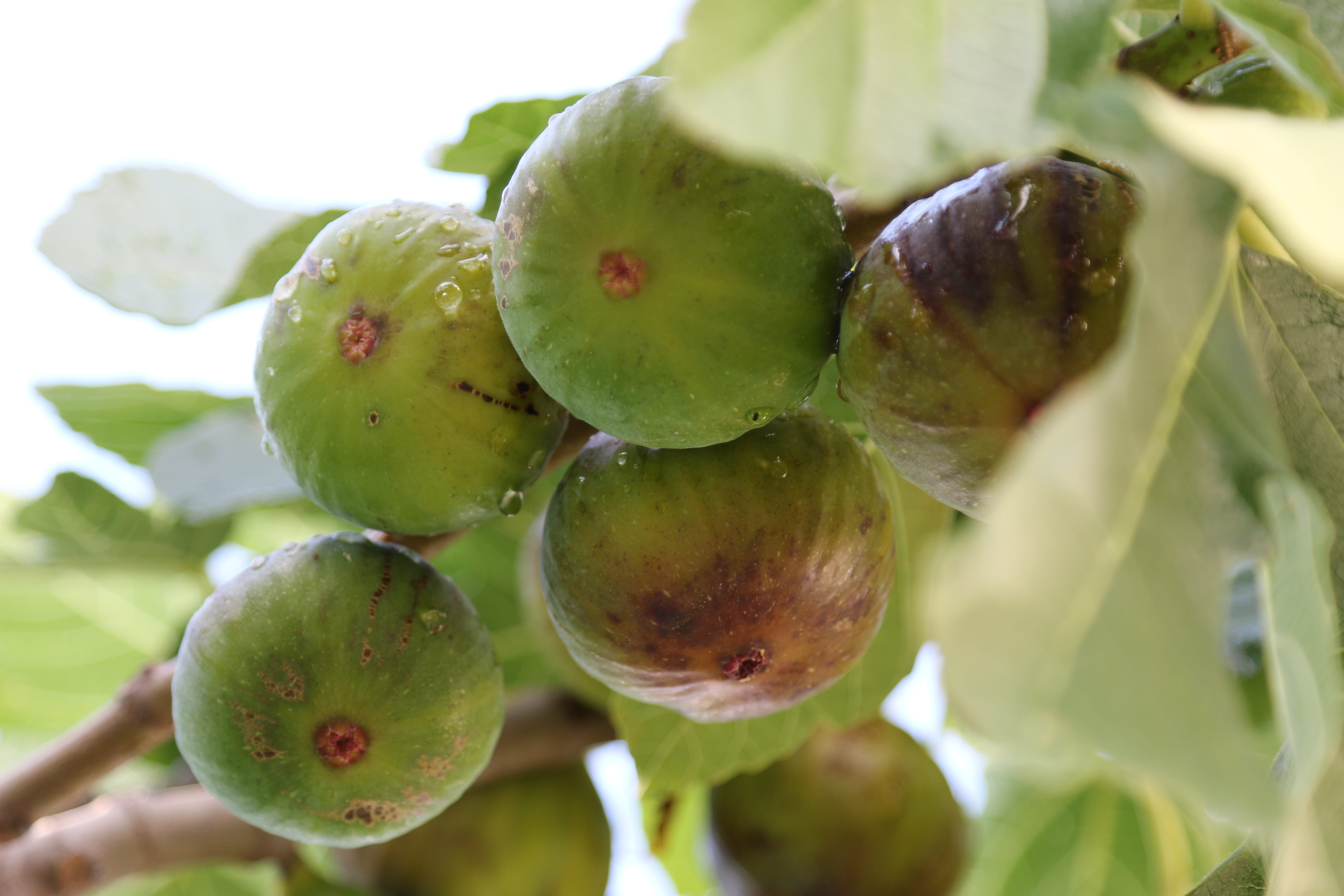 nature, leaf, wellbeing, food and drink, close-up, figuier, fruit, 5K ...