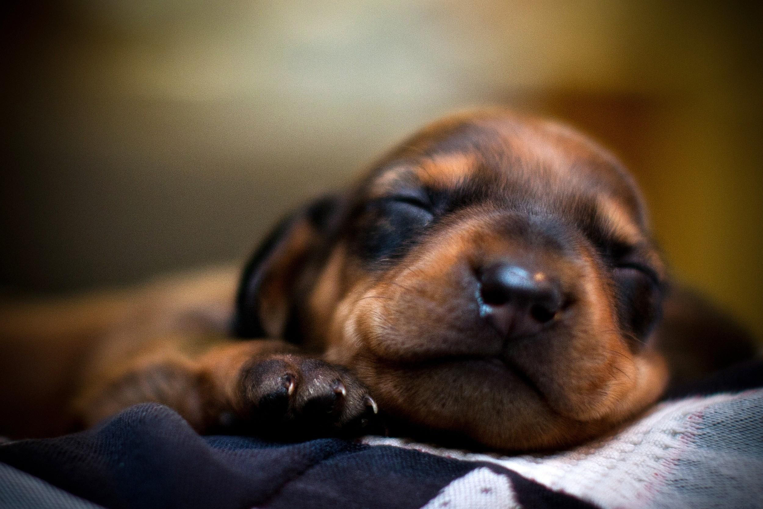 cute, puppy, breath, love, adorable, animal, little, sweet, 1080P ...