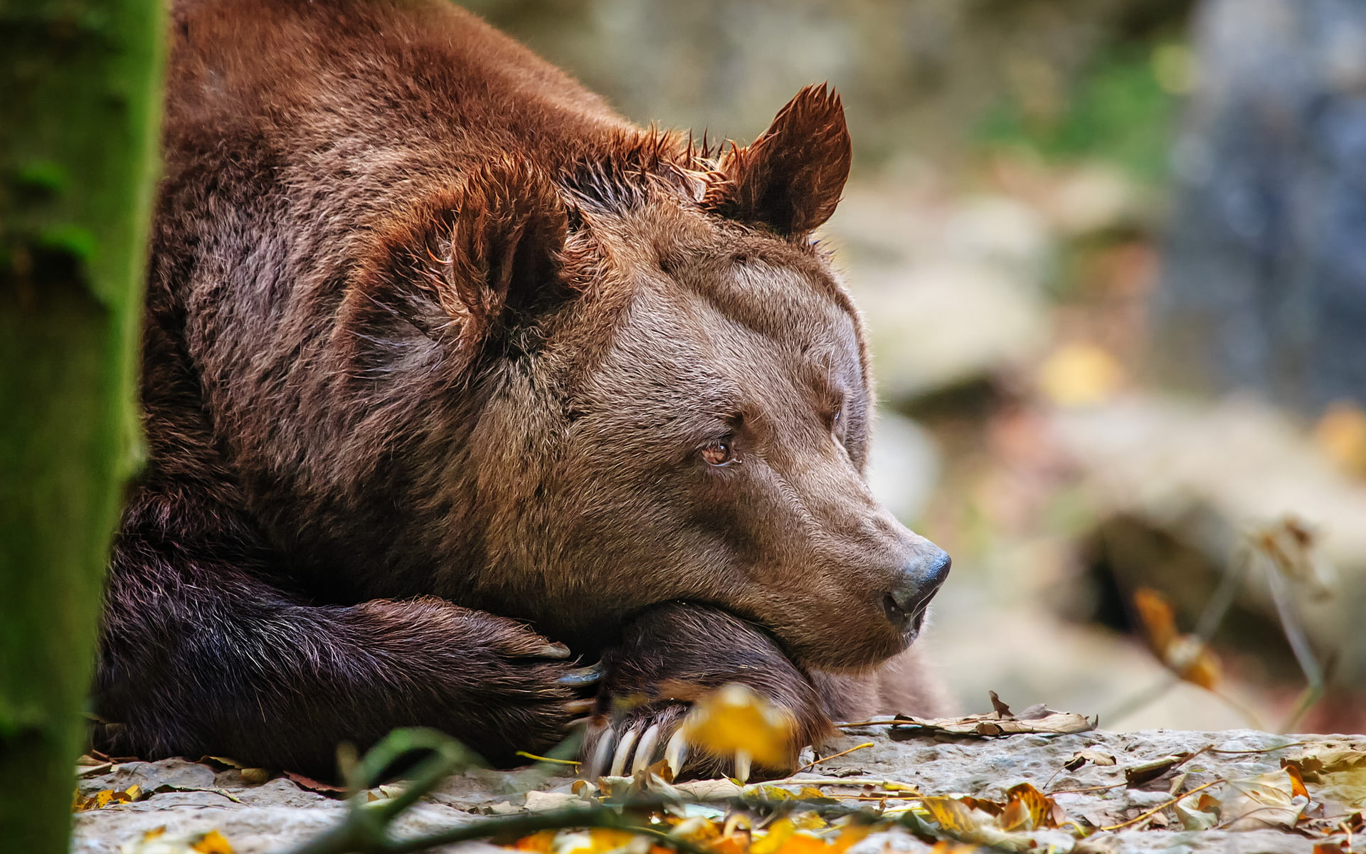 forests, faces, animals, Trees, fur, ears, 1080P, Nose, Jungle, paws ...