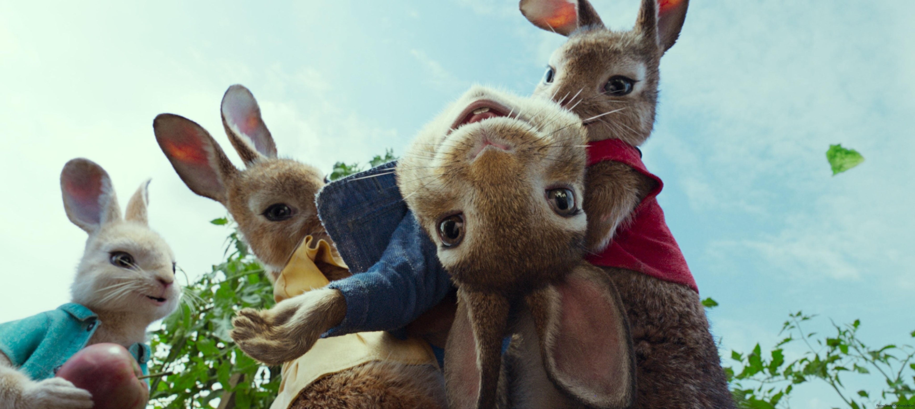 4K, peter rabbit 4k hd background HD Wallpaper