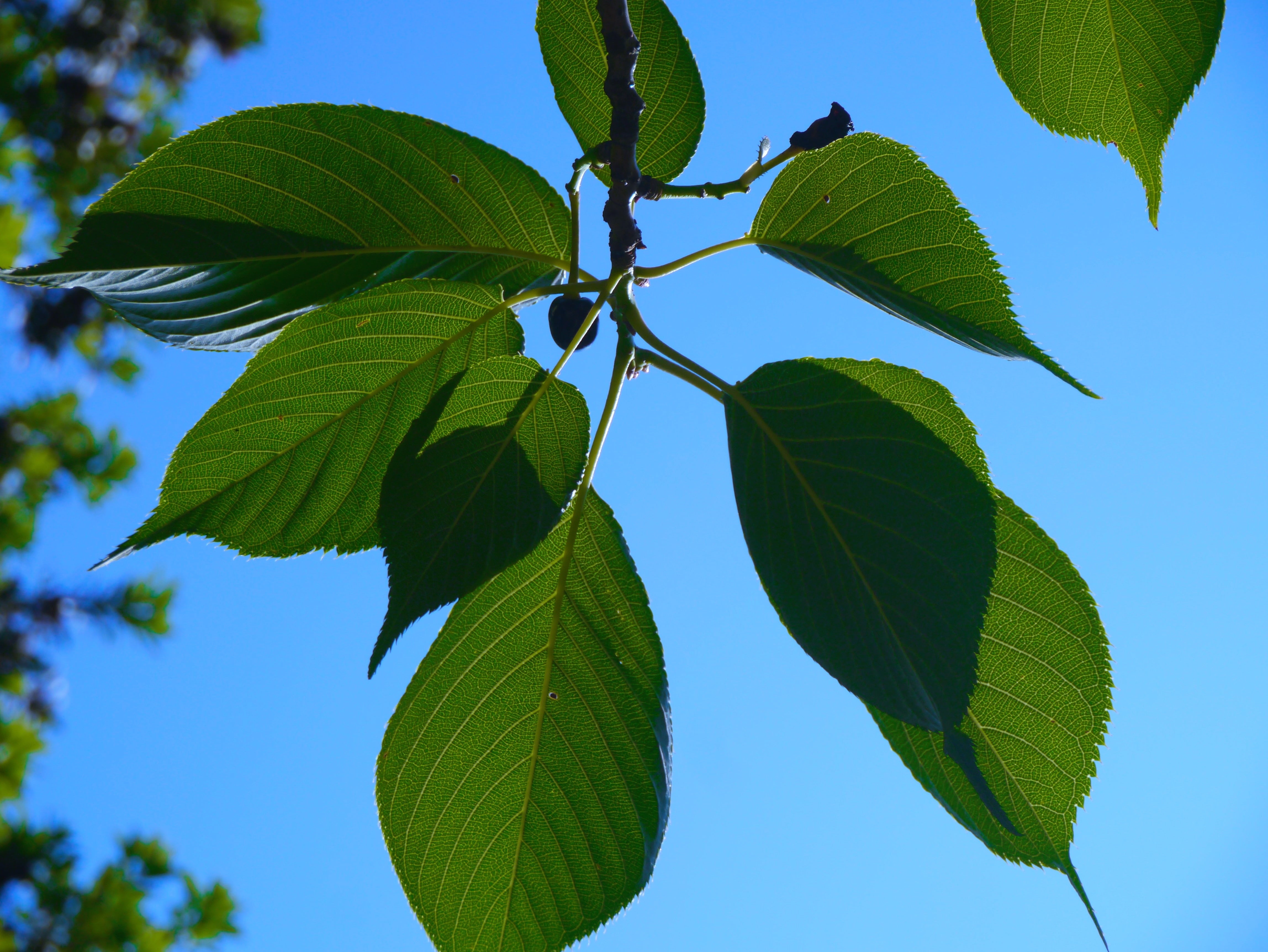 freshness, green Color, green, outdoors, low angle view, branch, leaf ...