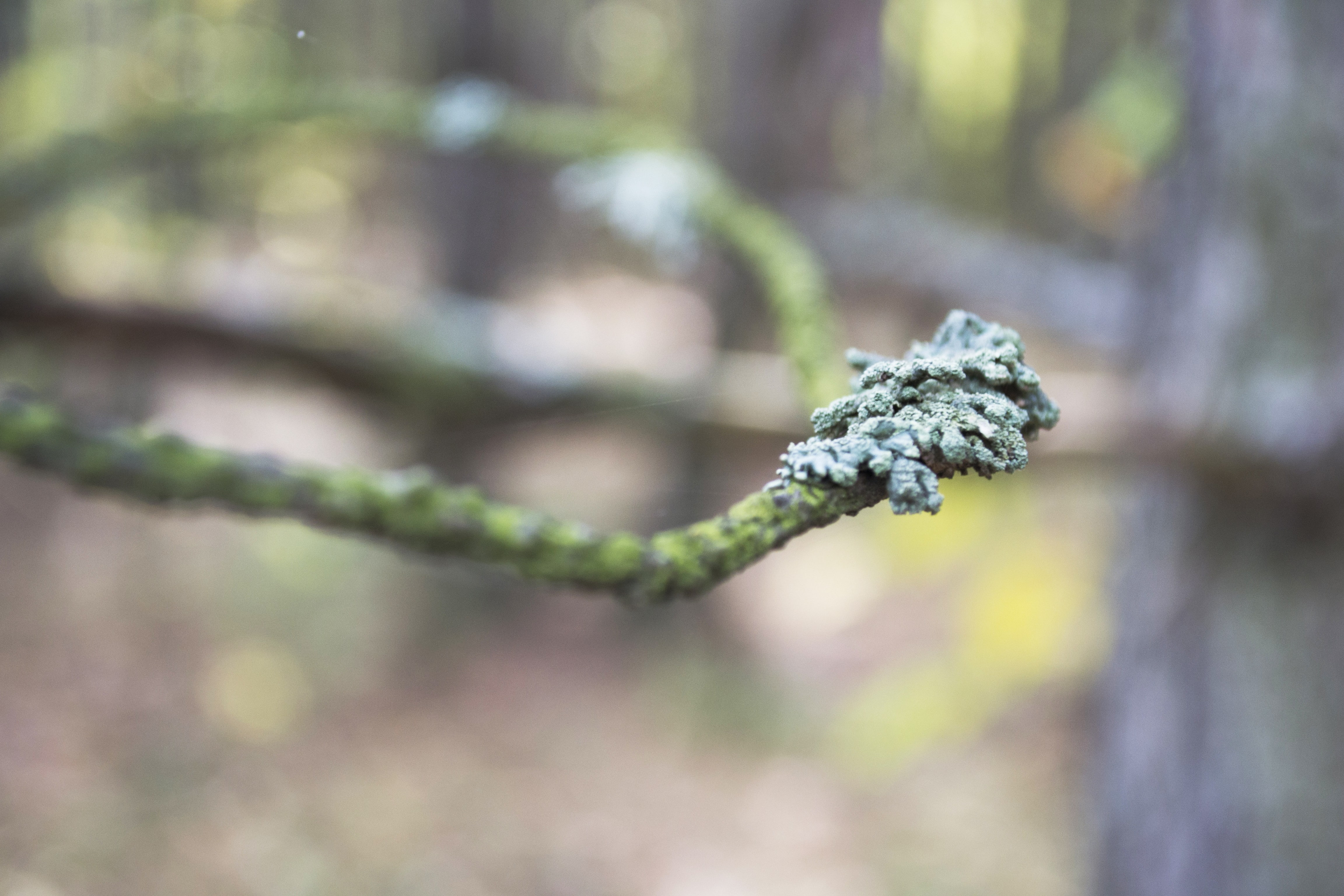 growth, lichen, close-up, green color, plants, environment, tree ...