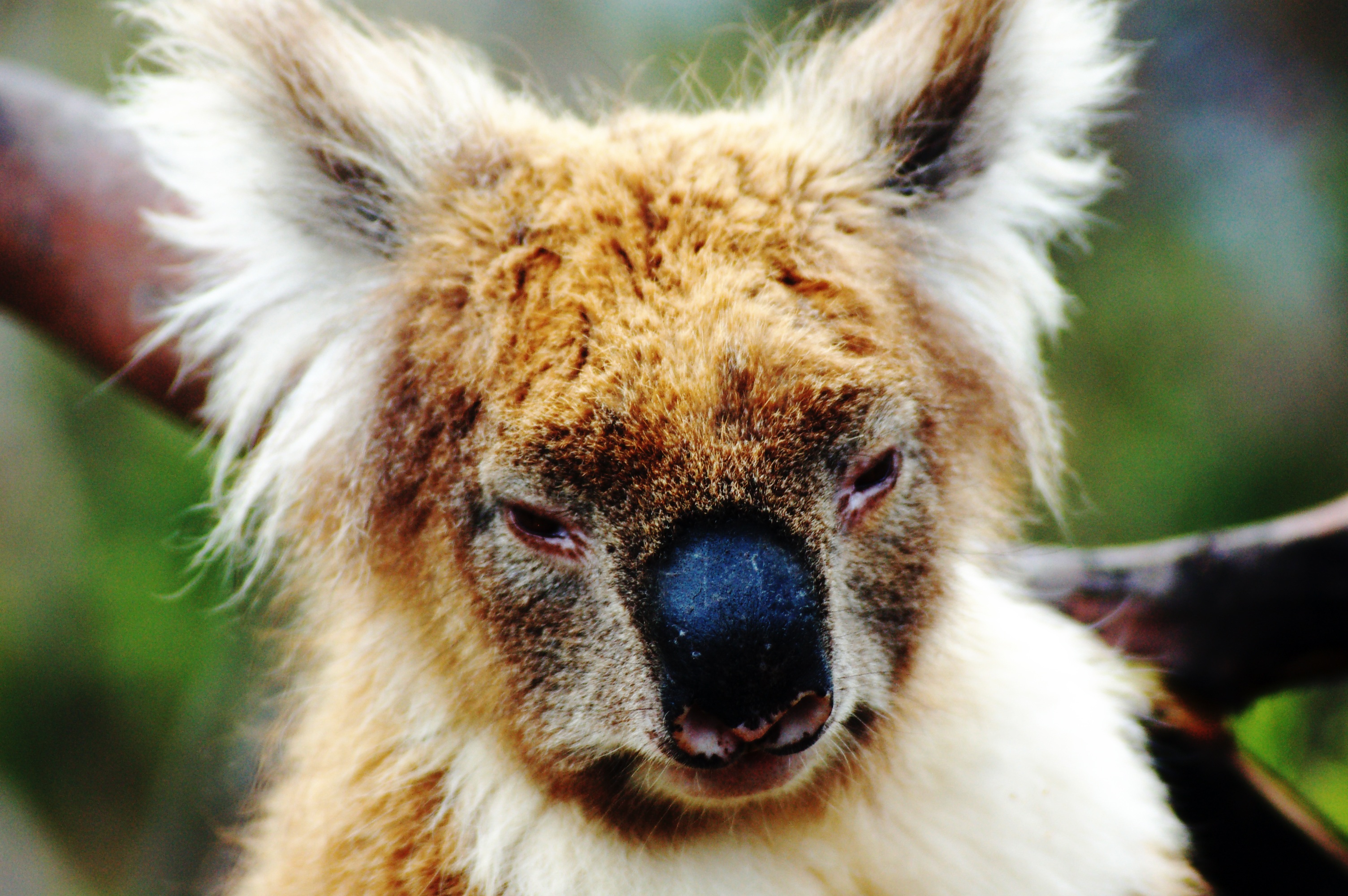 animal kingdom, koala, fauna, animal themes, plant, pouch, animal ...