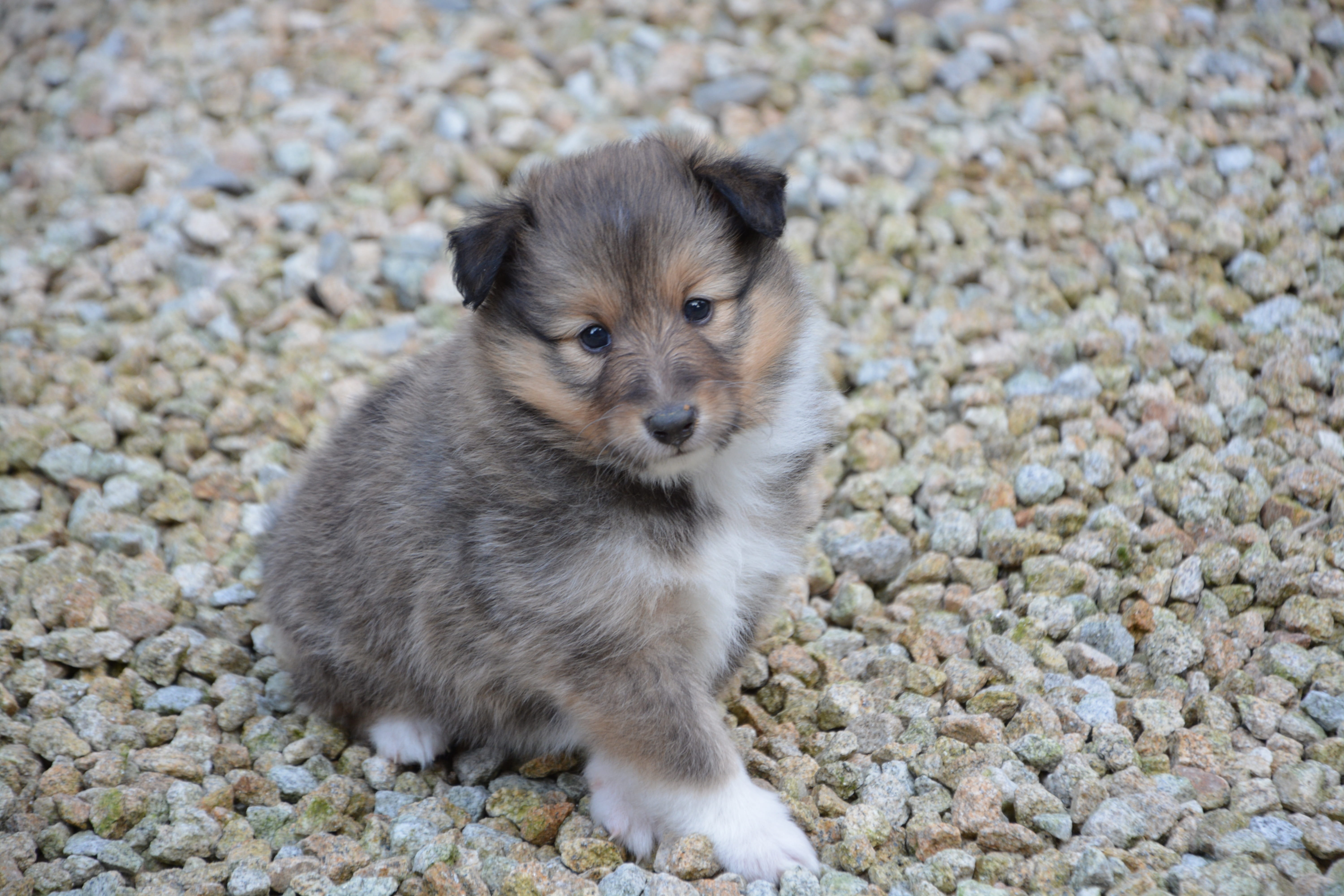 Wallpaper ID: 1865657 / cute, young animal, no people, gravel, pets ...
