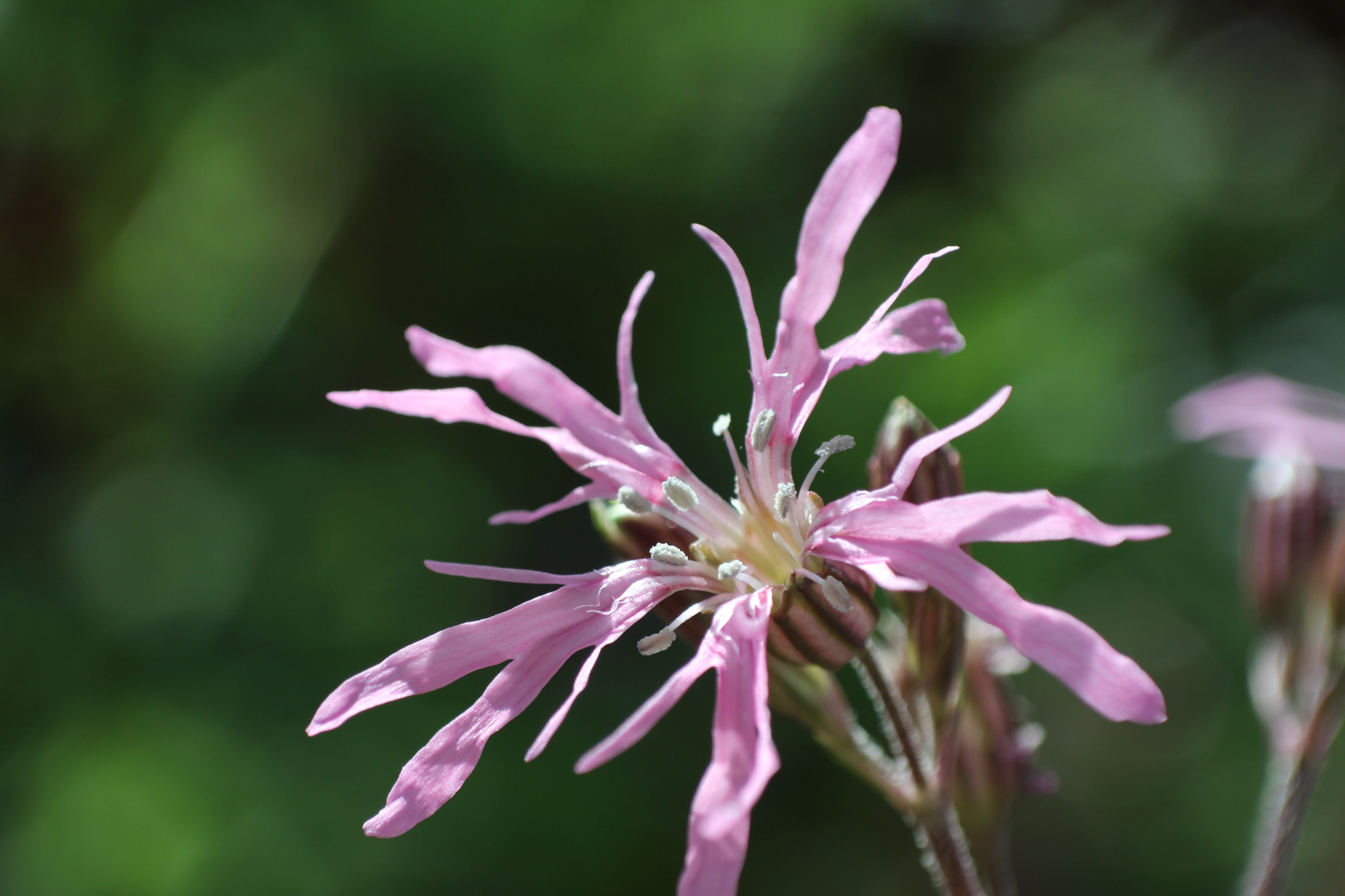 flowering plant, 2K, pollen, person, flower head, beauty in nature ...