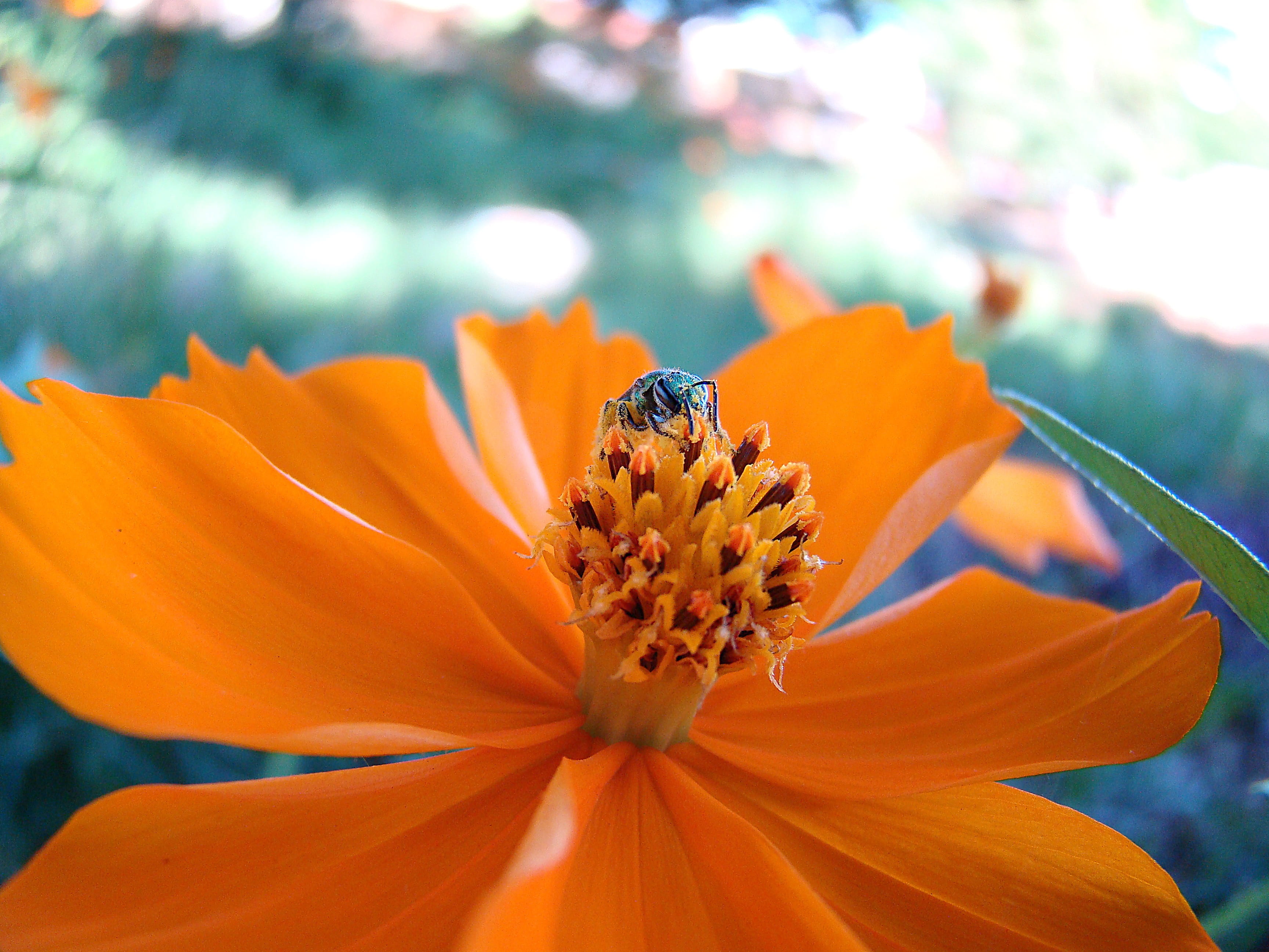 2K, yellow, insect, close-up, vulnerability, fragility, beauty in ...