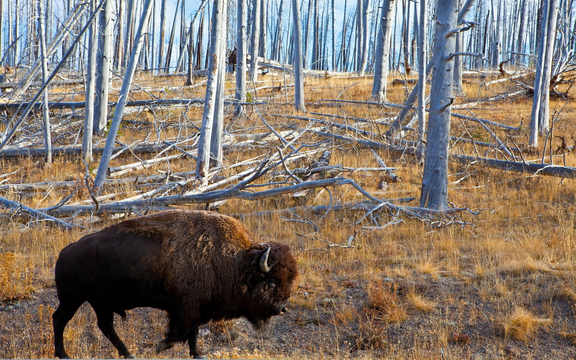 American Bison, 1080P, Animal HD Wallpaper