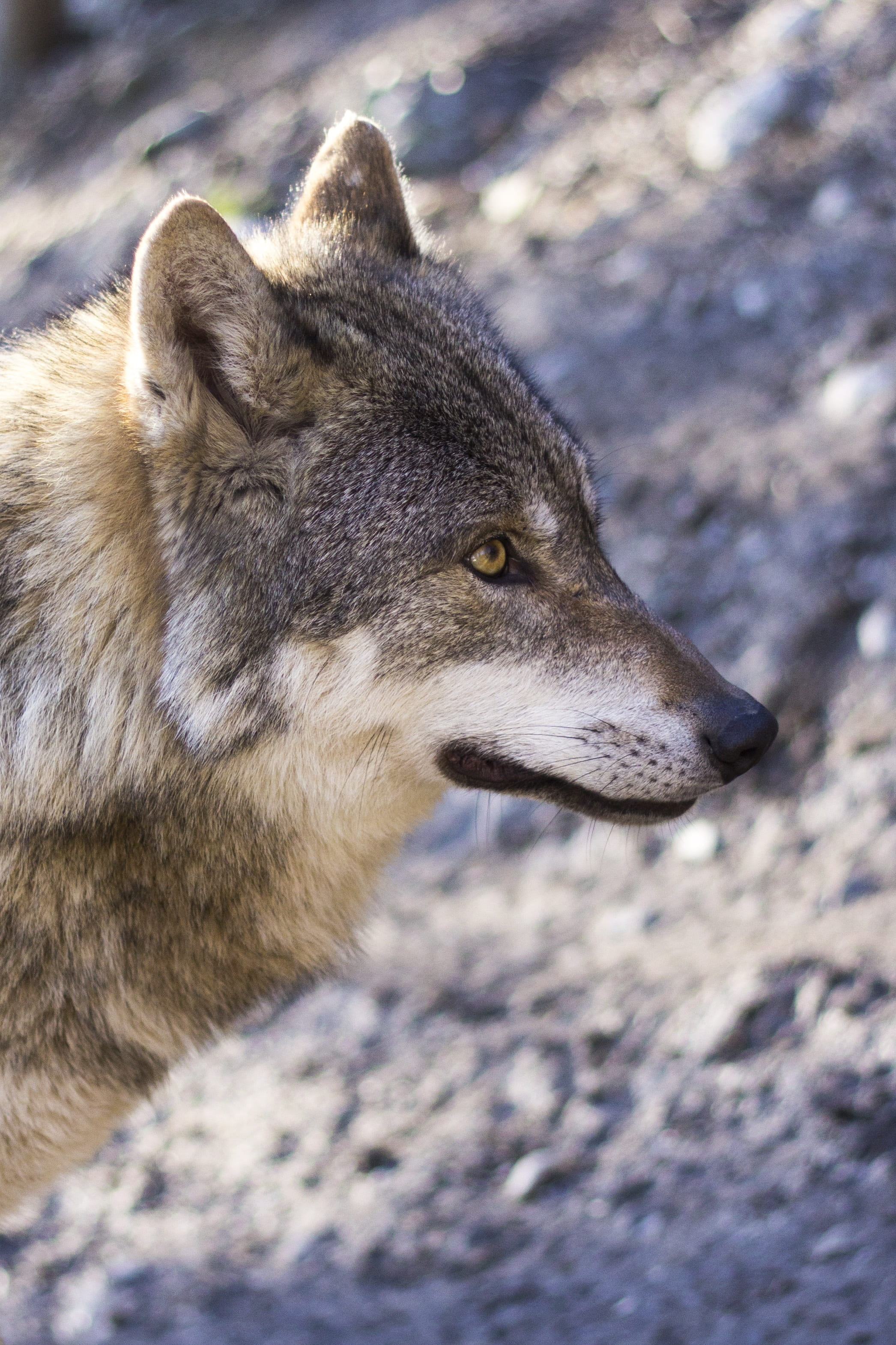 «european wolf» HD Wallpapers