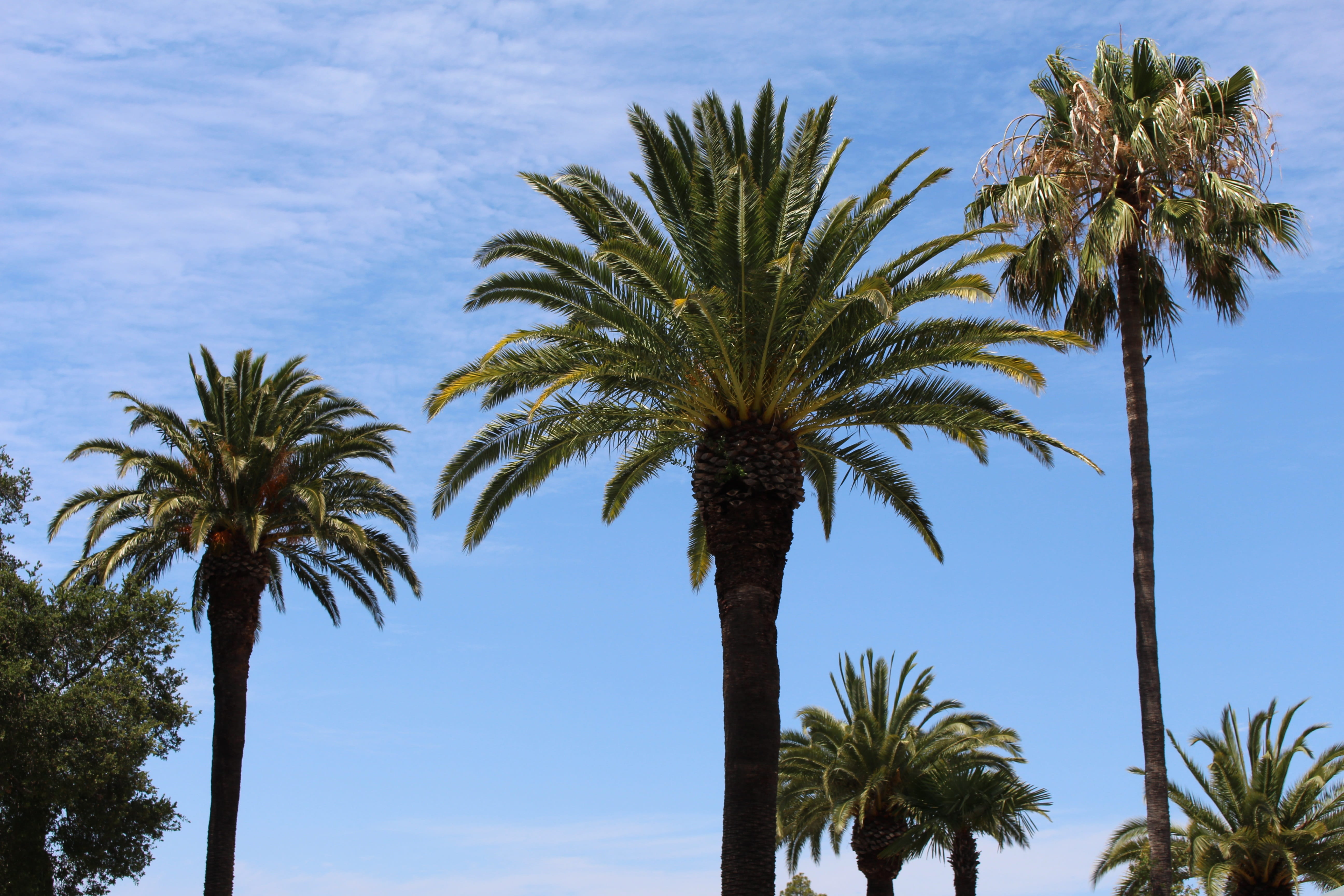 Summer, tranquil scene, day, coconut palm tree, plant, tranquility ...