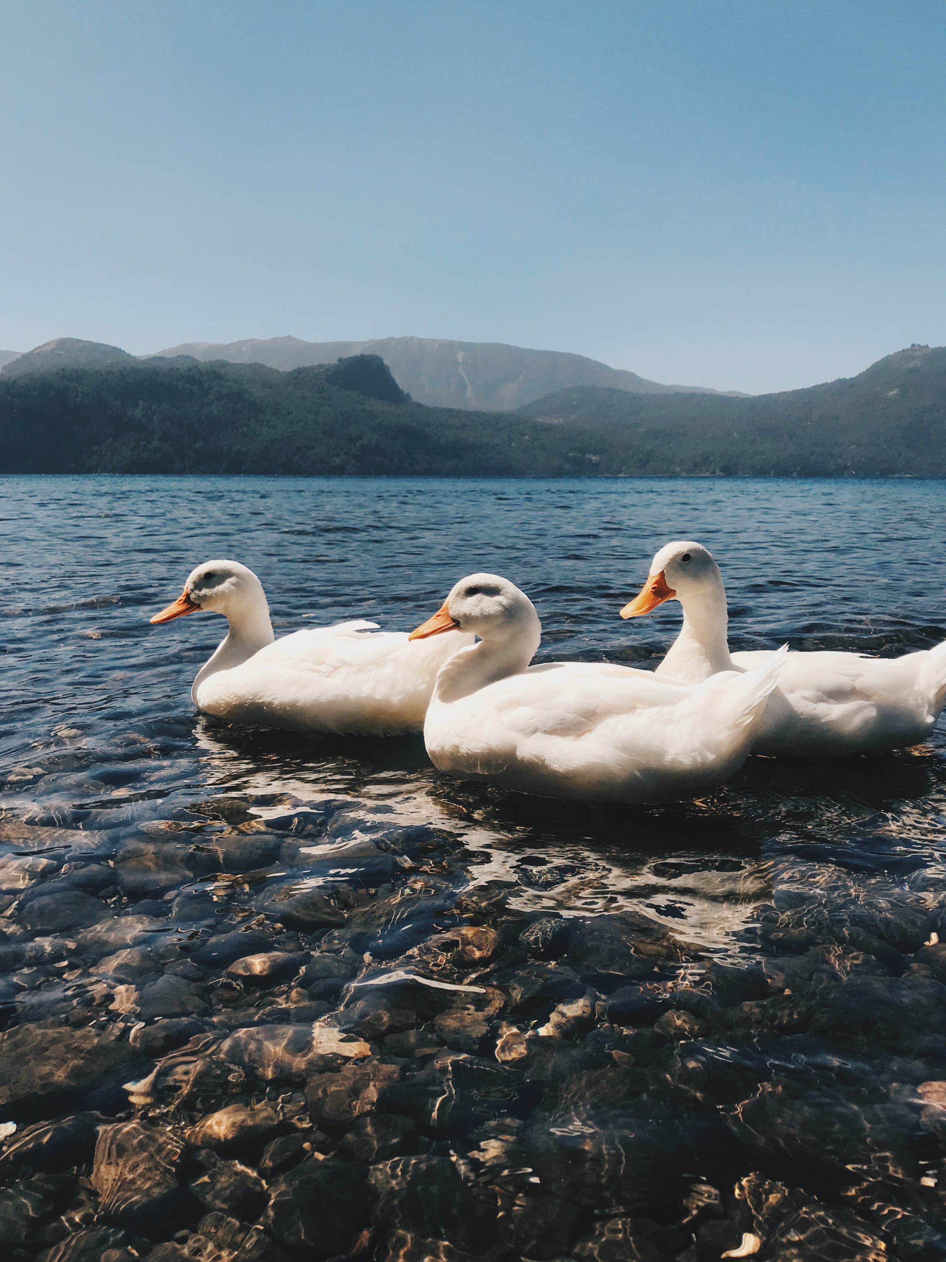 white, animal, floating on water, group of animals, lake, animal ...