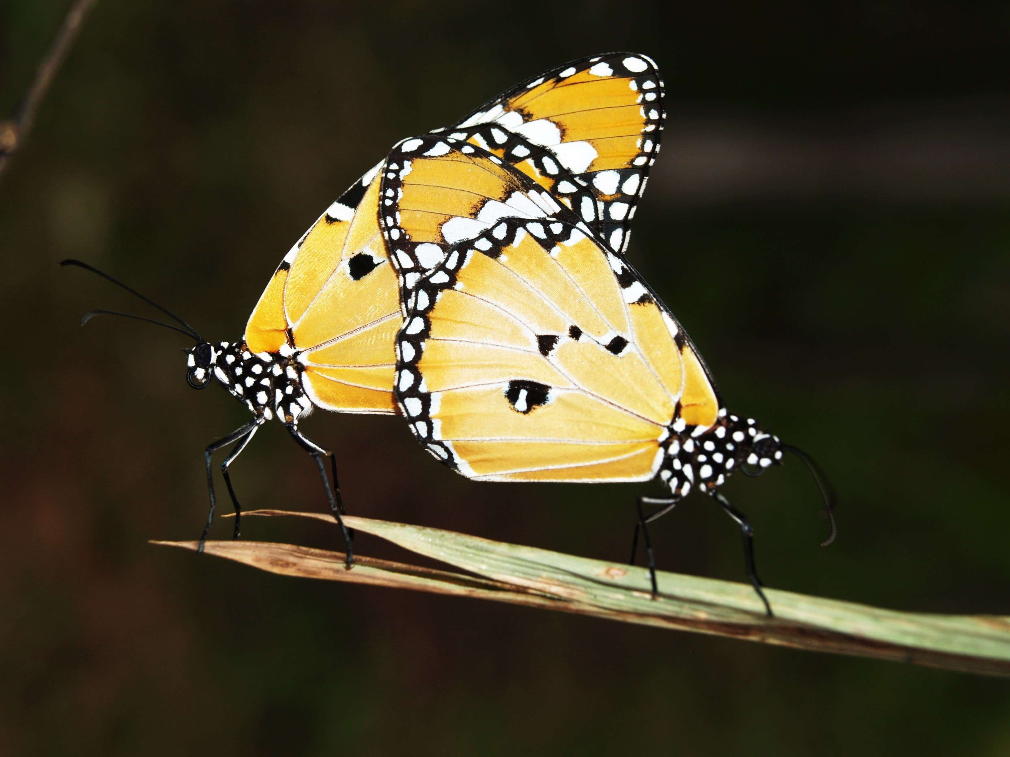 monarch butterfly image, 2K HD Wallpaper