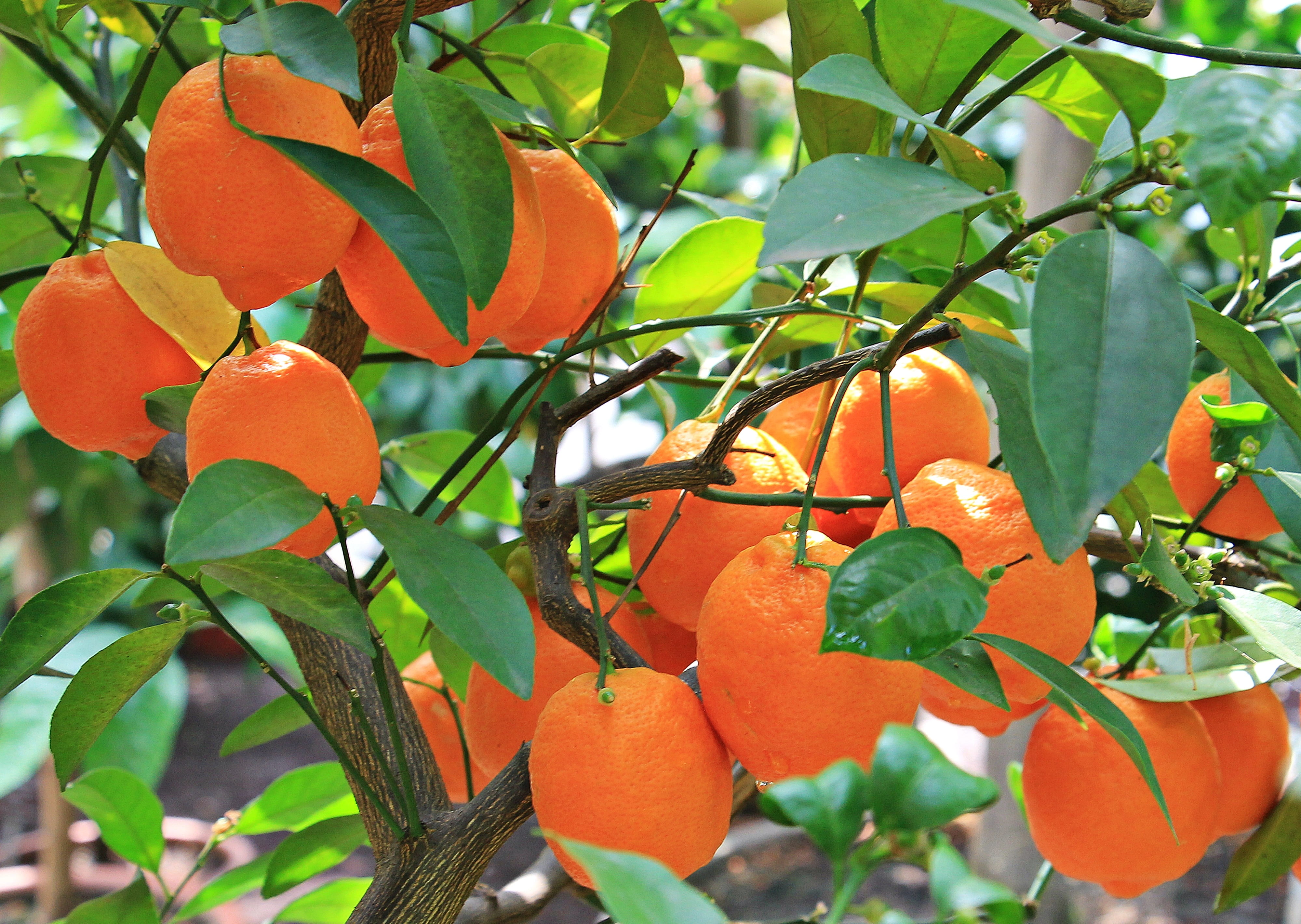 close-up, freshness, vitamin c, vitaminhaltig, frisch, tree, nature ...