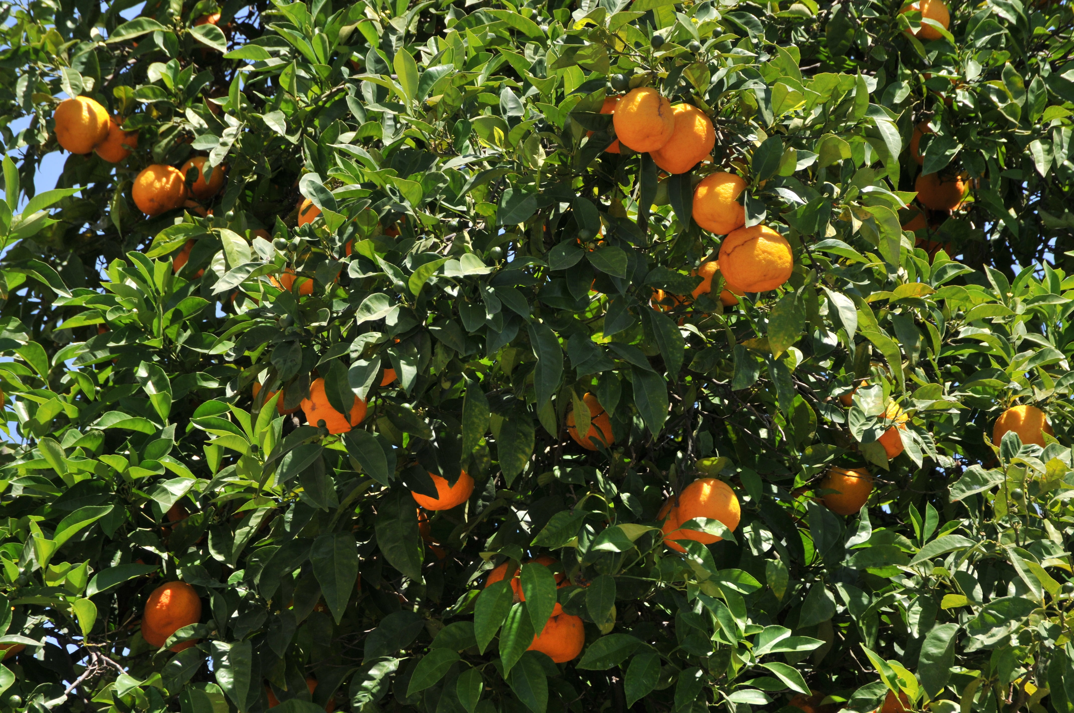 orange Tree, tree, orange color, wellbeing, beauty in nature, organic ...