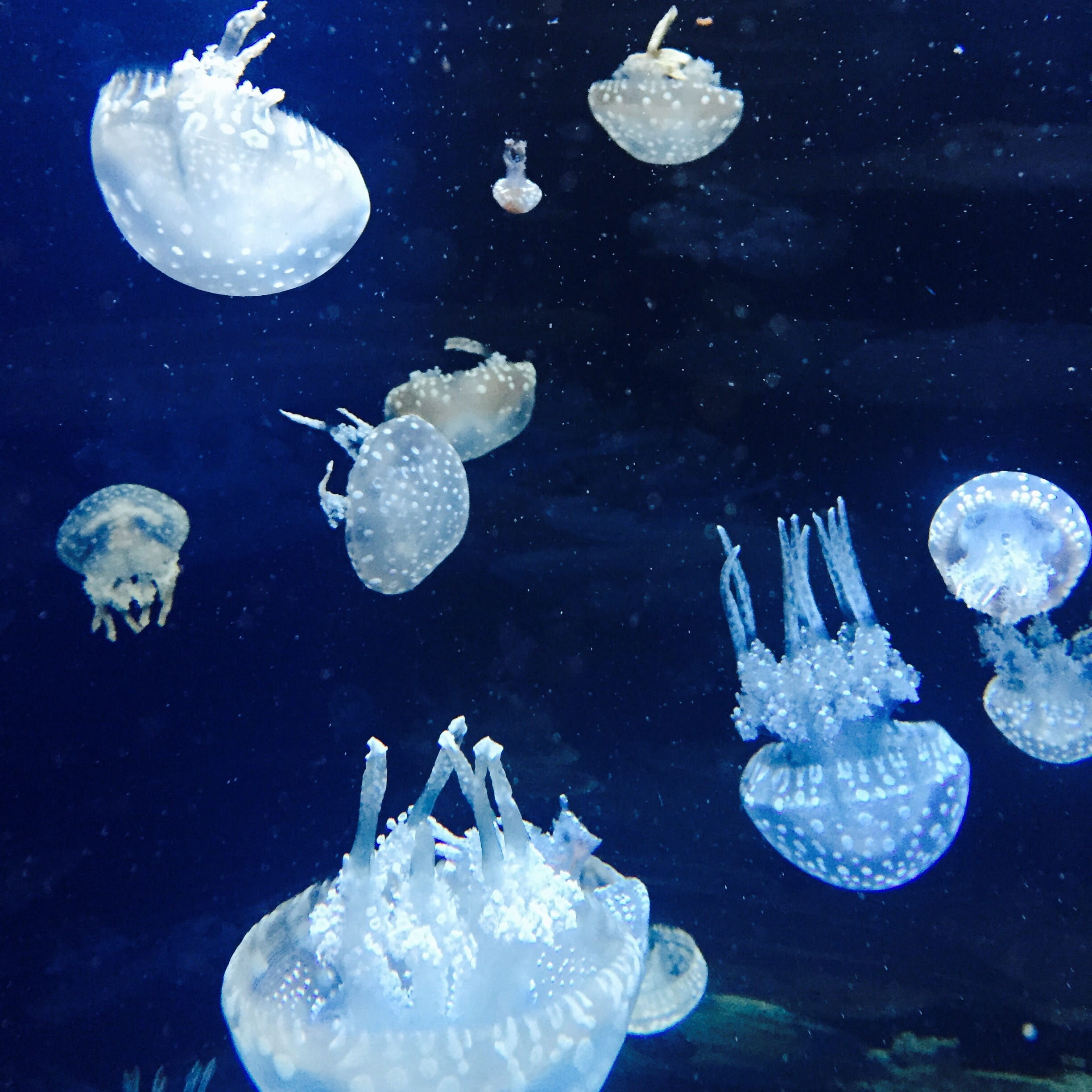 nature, floating on water, beauty in nature, sea life, blue background ...