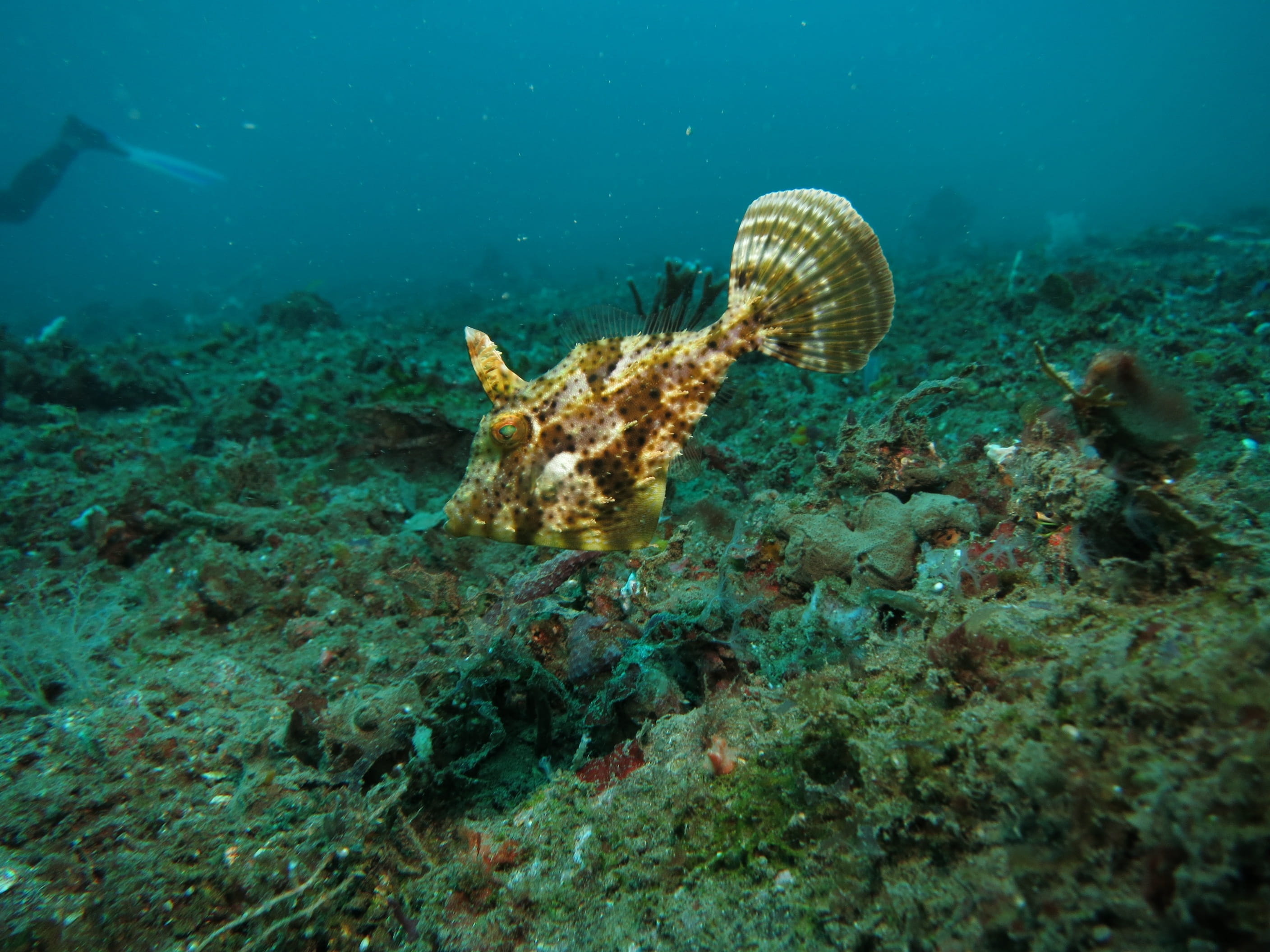 leatherjacket, scuba, exotic, reef, indonesia, animal themes, nature ...