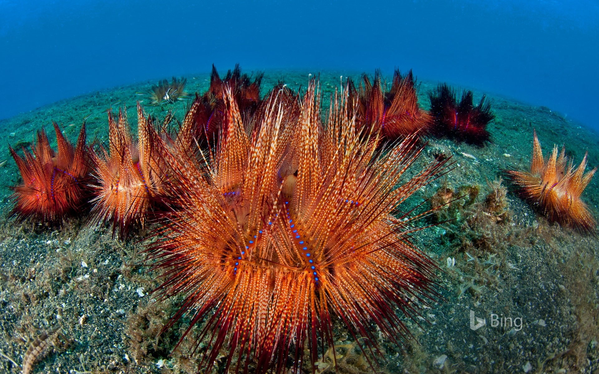 water, underwater, reef, close-up, fire, strait, marine, coral, nature ...