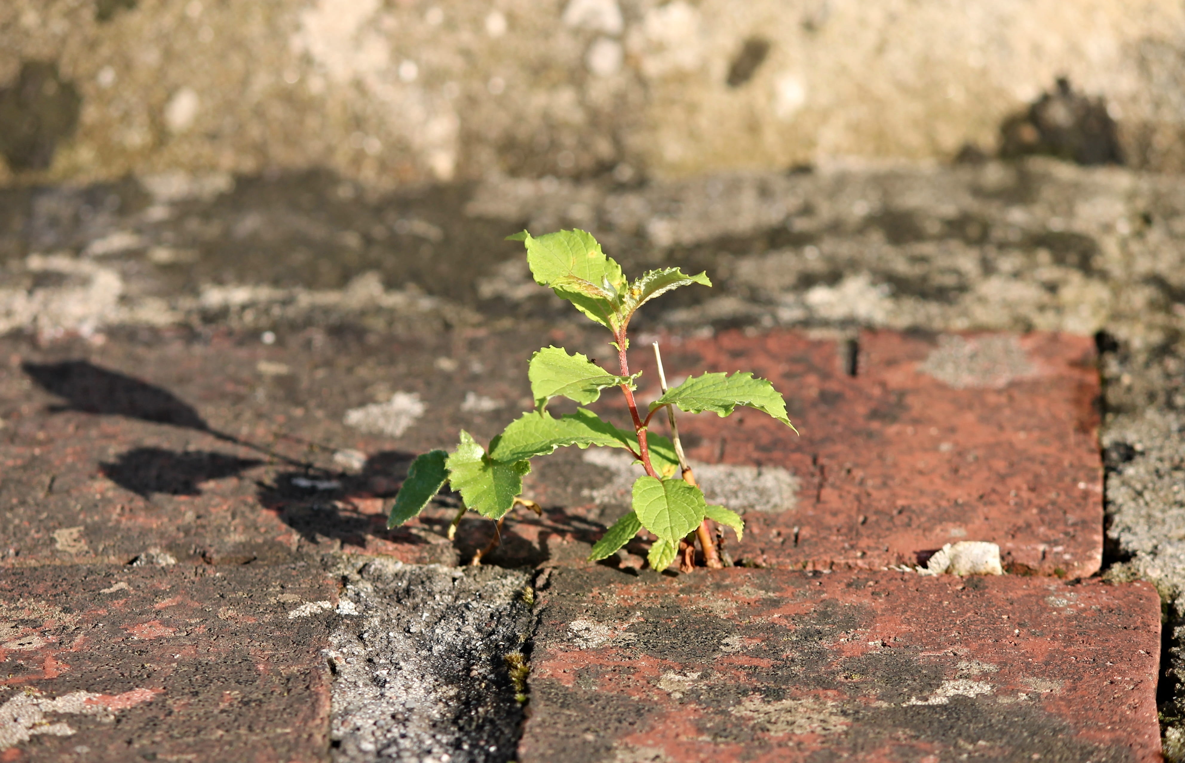 «PLANTS SHOOT» HD wallpapers