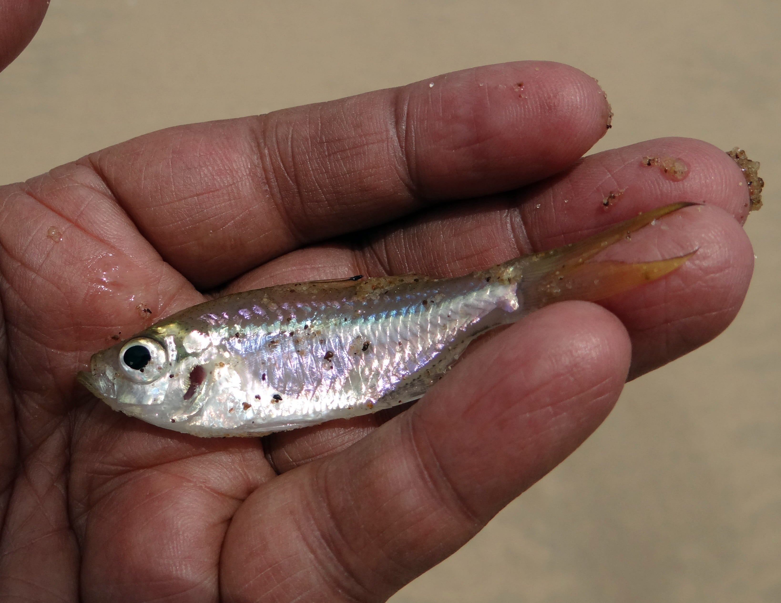 food and drink, close-up, fishing, Estuarine, terekhol river, Fish ...