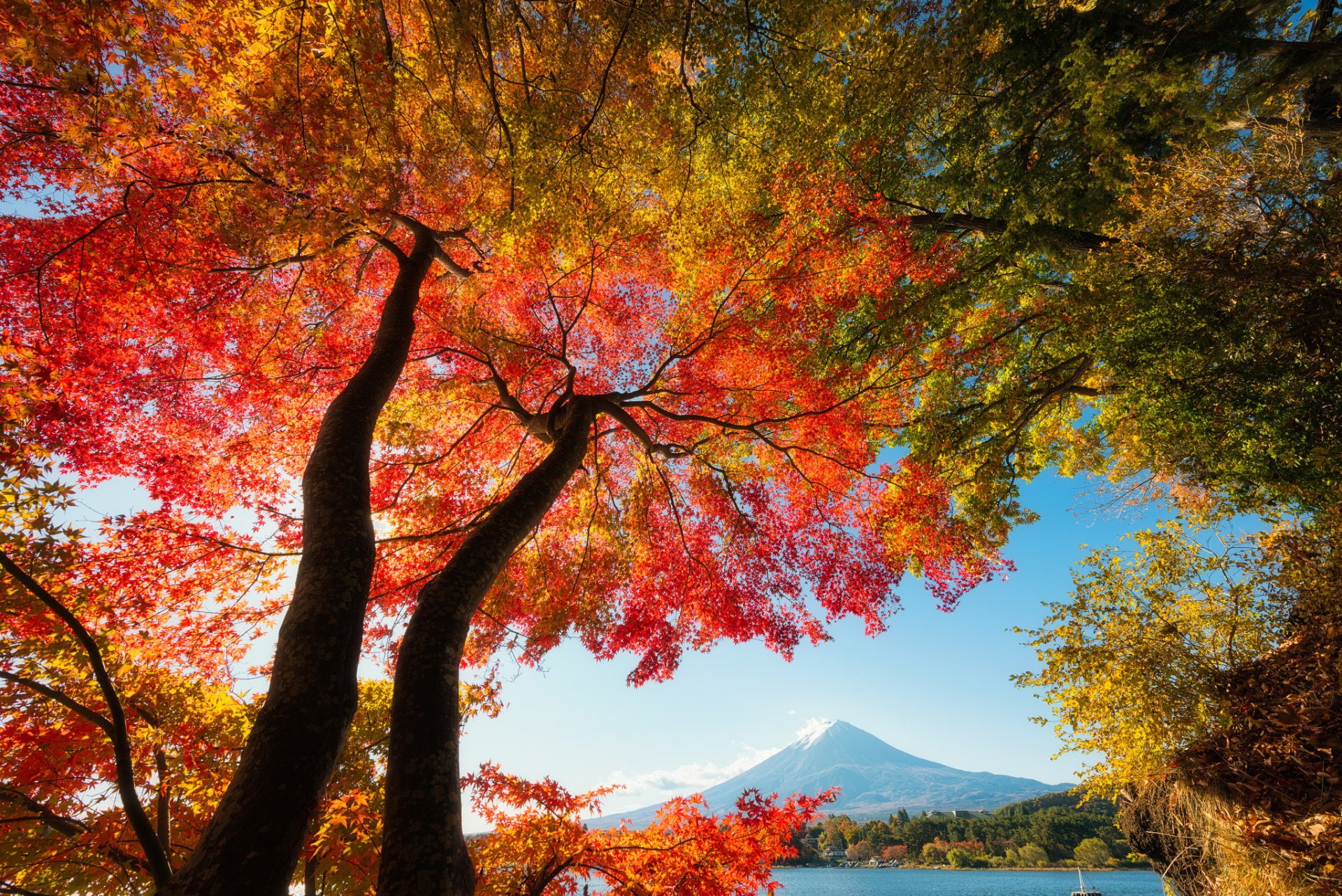 Tree, Earth, Sky, Mount Fuji, Branch, 1080P, Fall, Foliage, Trees ...