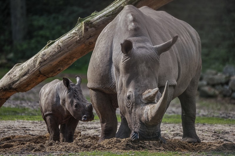 rhino, animals, mammals, baby animals HD Wallpaper