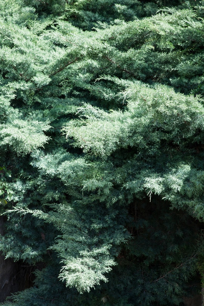 bush 4k Phone HD Wallpaper
