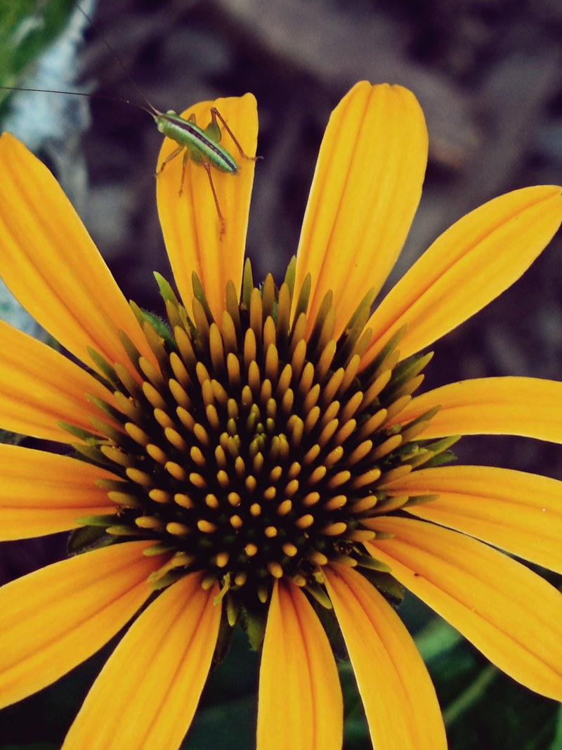 macro insect bug and plant hd, 4k Phone HD Wallpaper