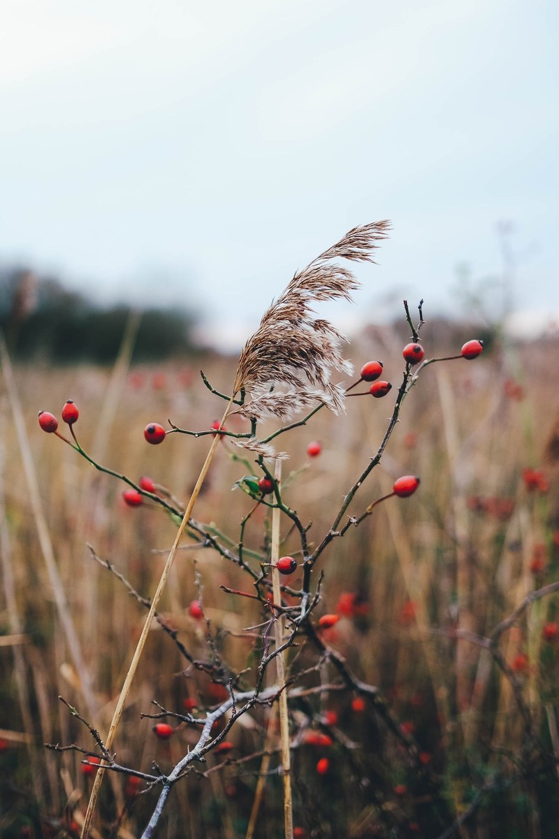 berry tree in a tall grass field at calshot beach, berry tree in a ...