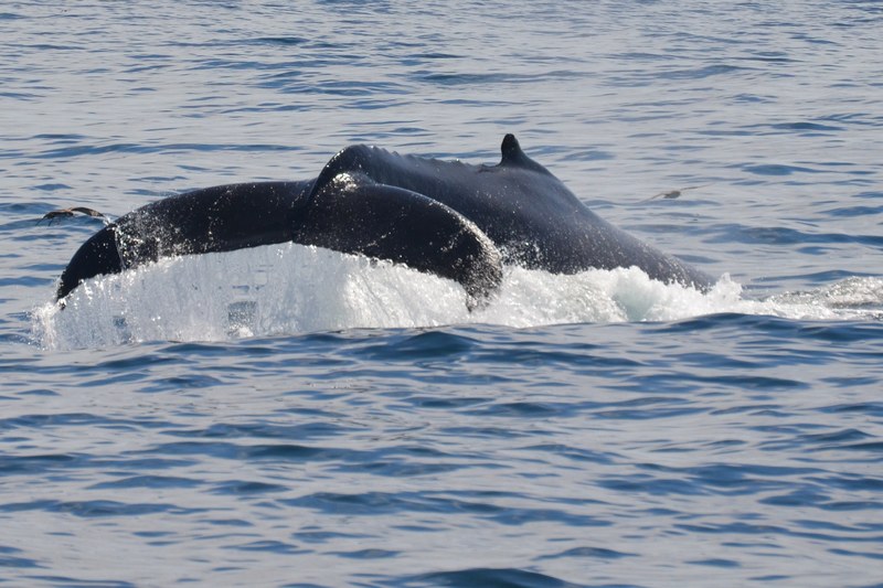 ocean whale water and splash 4k HD Wallpaper