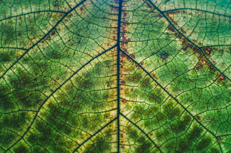 tree pattern vessel and vein 4k HD Wallpaper