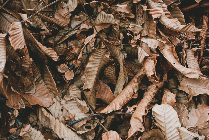 fall autumn leaf and brown 4k HD Wallpaper
