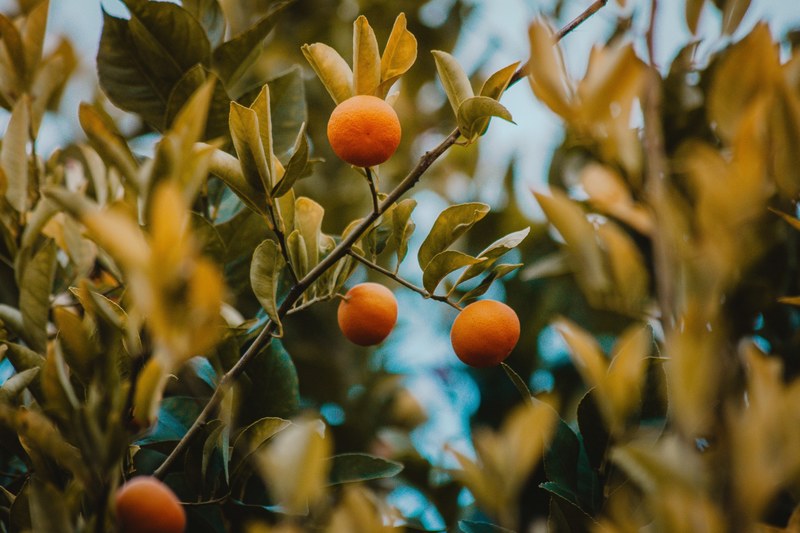 Oranges 4K Hd Wallpaper