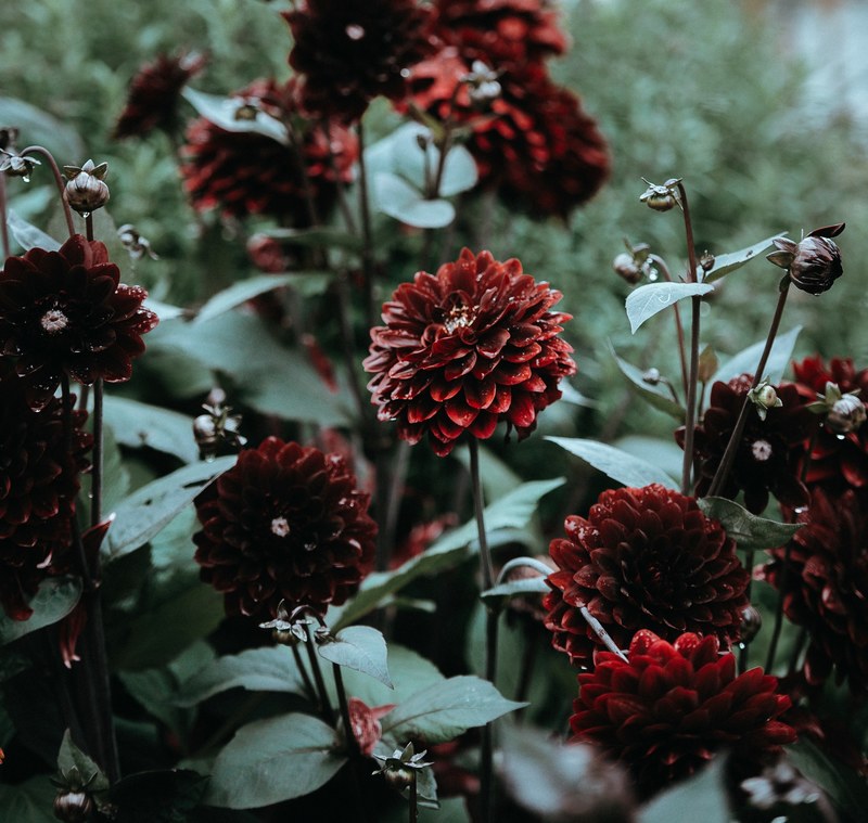 red dahlia 4k HD Wallpaper