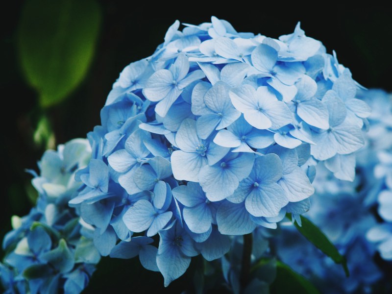 Blue Hydrangea 4K Hd Wallpaper