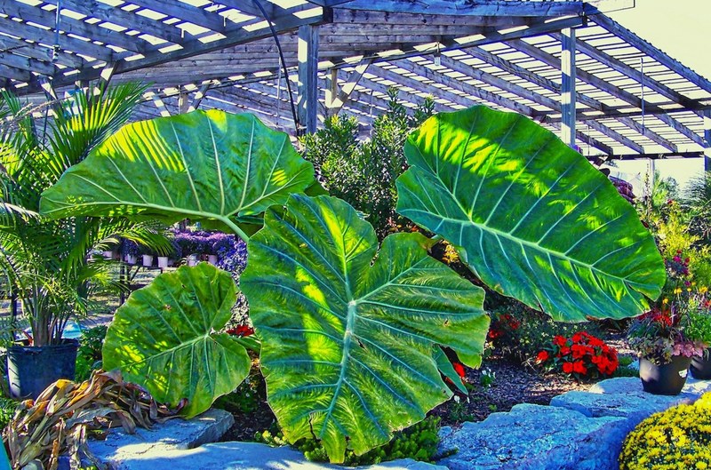 huge elephant ear plant 4k HD Wallpaper