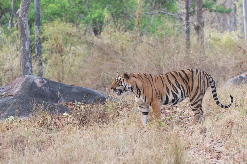 tiger rock safari and wild 4k HD Wallpaper