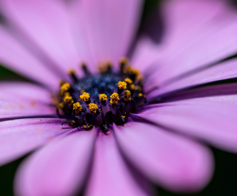 Garden Closeup Petal And Blossom 4K Hd Wallpaper