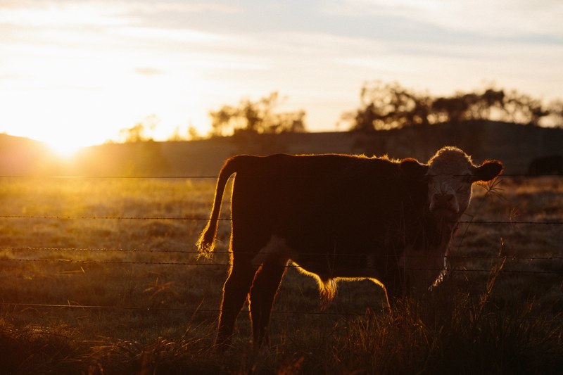 Wallpaper ID: 278426 / sun cow 4k wallpaper free download