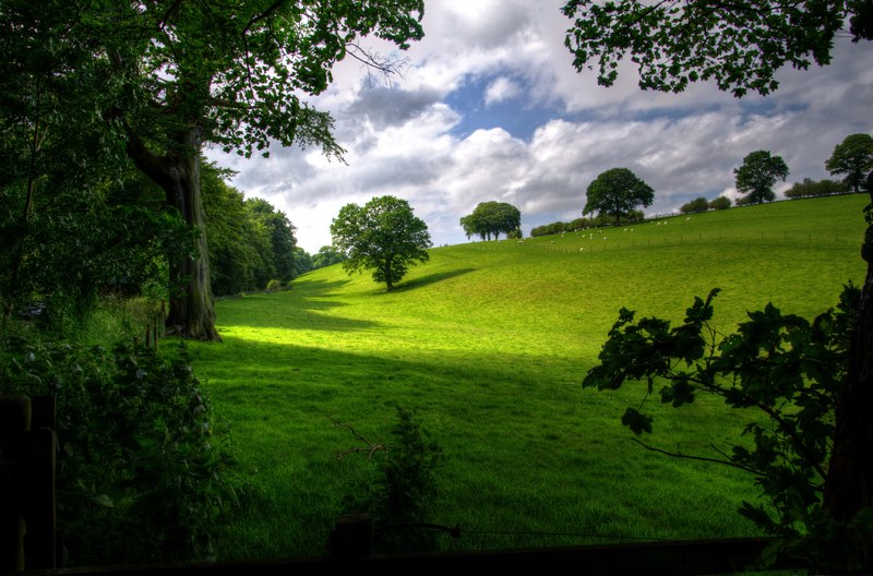 Landscape Spring Wood Scenic Green Trees Nature 4K Hd Wallpaper