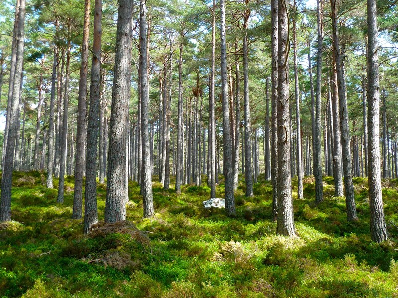 Forest Trees Ecology Environment Landscape Plants 4K Hd Wallpaper