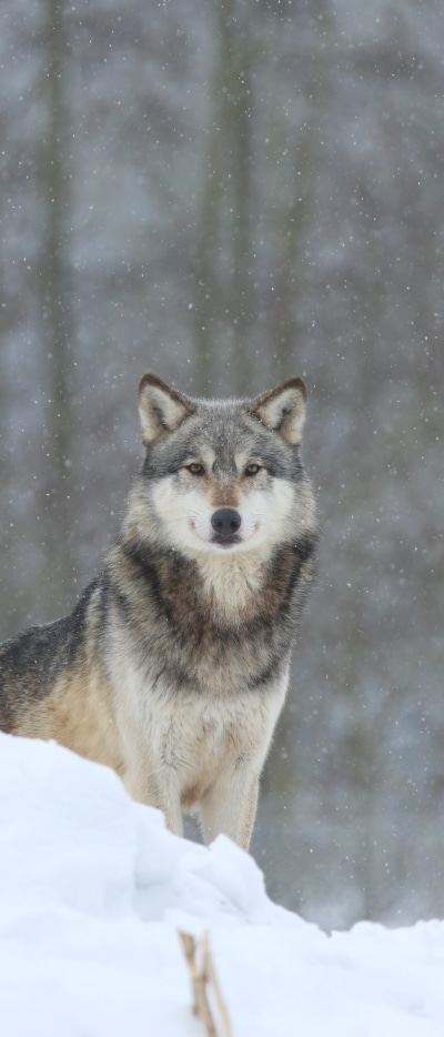 Animal Wolf, Snow, Stare, Winter, 1644x3840 Phone HD Wallpaper