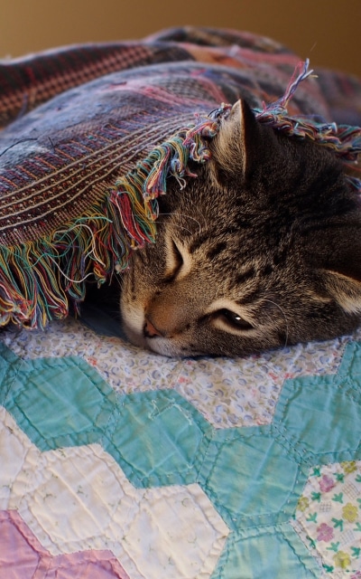 Animal Cat, Sleeping, 1600x2560 Phone HD Wallpaper