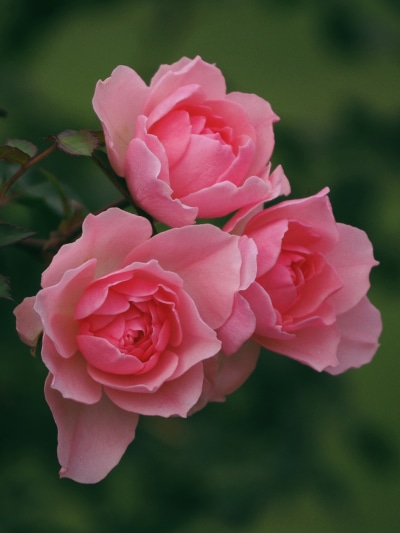 Earth Rose, Pink Rose, Pink Flower, Petal, 1536x2048 Phone HD Wallpaper