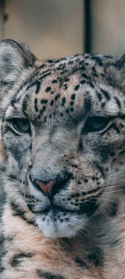 Animal Snow Leopard, 1440x3216 Phone HD Wallpaper