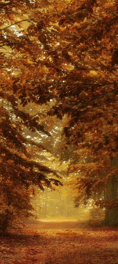 Earth Fall, Path, Nature, 1440x3216 Phone HD Wallpaper