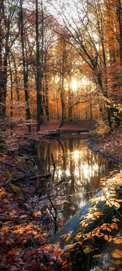 Earth Fall, River, Forest, Nature, 1440x3200 Phone HD Wallpaper