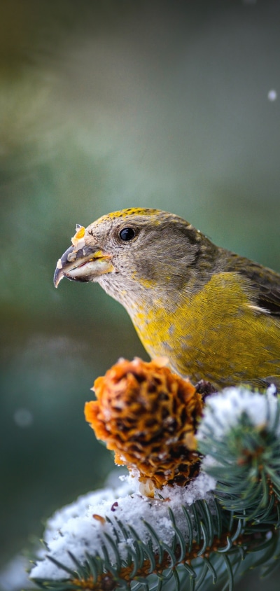 Animal Bird, Red Crossbill, 1440x3040 Phone HD Wallpaper
